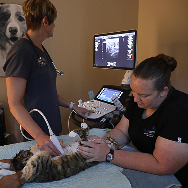 Specialty Internships and Residencies | BluePearl Careers