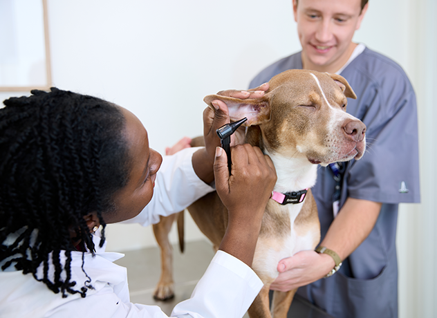 Our Locations | Chewy Vet Care Careers