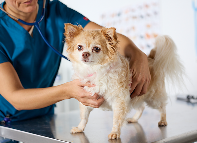 Our Locations | Chewy Vet Care Careers