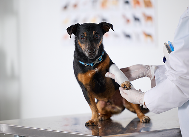 Our Locations | Chewy Vet Care Careers