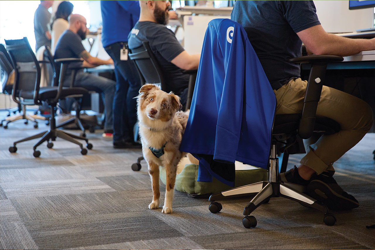 Student Programs & Opportunities | Chewy Inc Careers