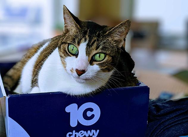 Life at Chewy | Chewy Careers