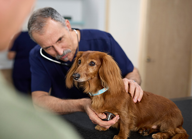 Chewy Veterinary Careers