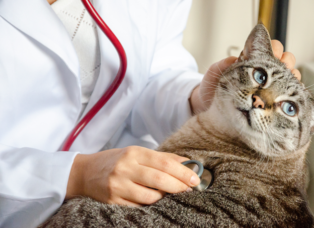 Chewy Veterinary Careers