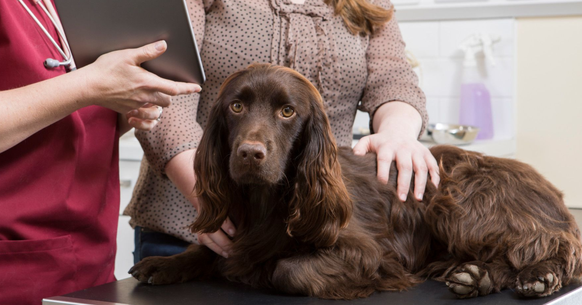 IDEXX Talent Community Updates Q3