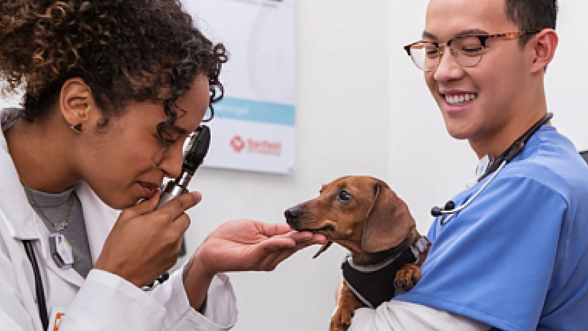 Tech Careers at Mars Petcare