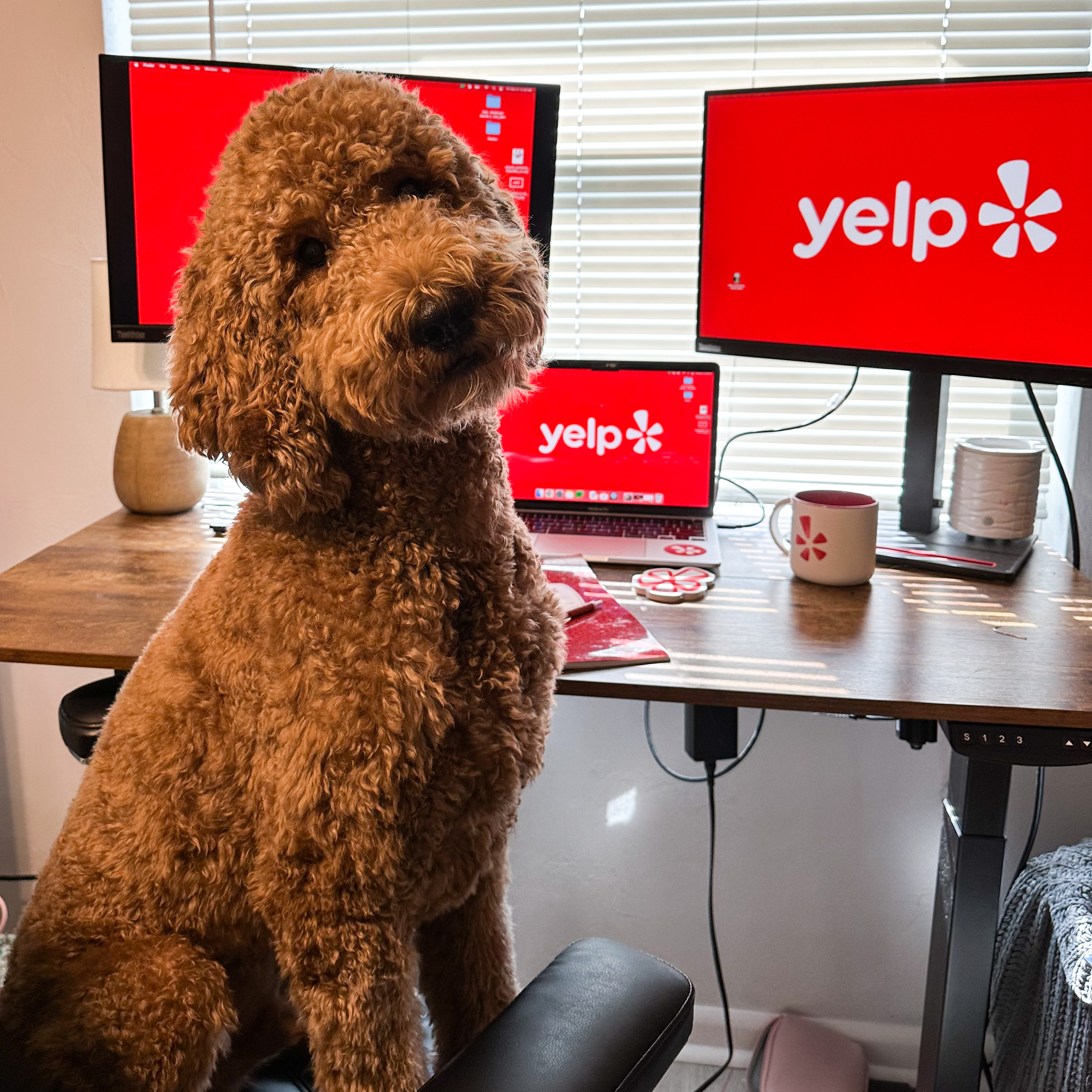Working at Yelp