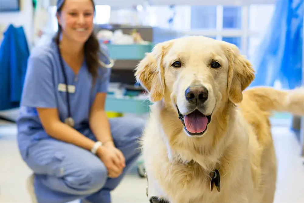 Veterinarian At Work