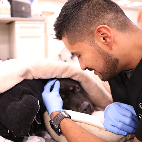 Male Veterinary Technician