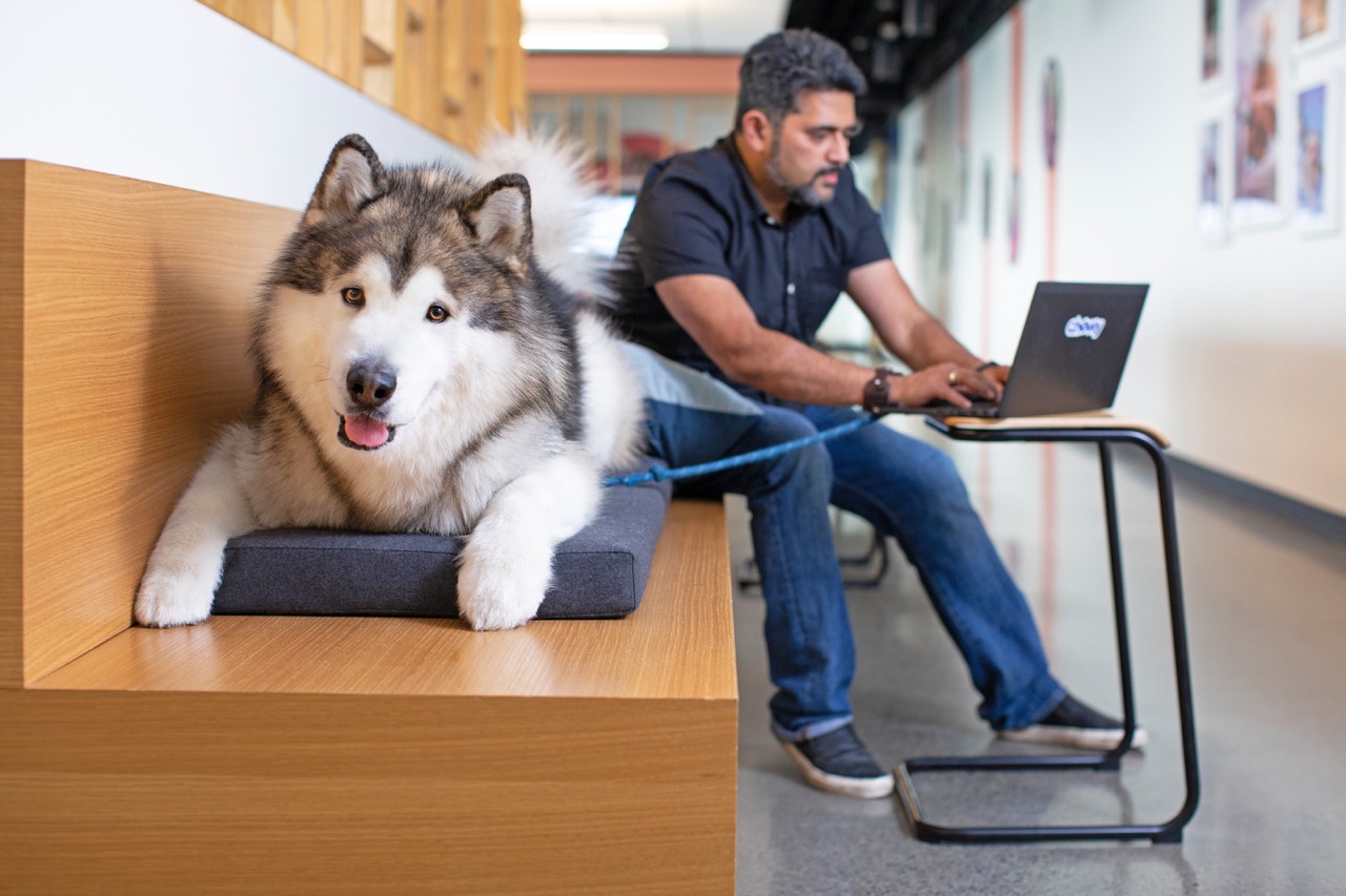 Pets At Home Jobs